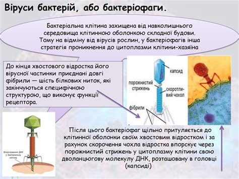 Презентація до уроку біології в10 класі з теми Особливості розмноження вірусів рослин бактерій