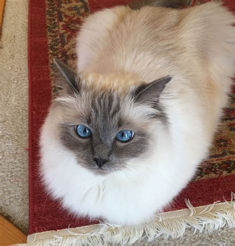 Ragdoll Kitten With Beautiful Blue Eyes