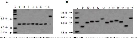 Pdf Cascade Screening For Fragile X Syndromecgg Repeat Expansions In
