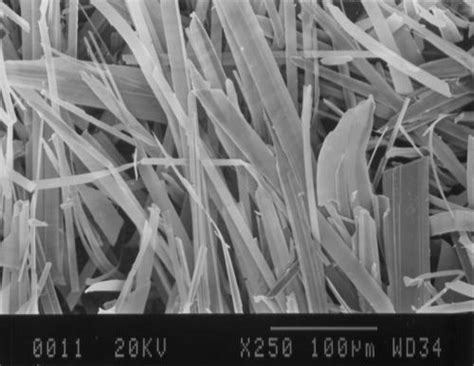 Surface Morphology From Scanning Electron Microscope Showed Grass Like Download Scientific
