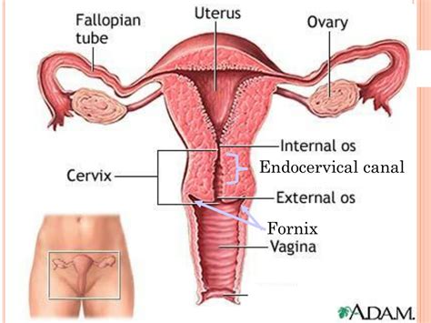 Ppt The Female Reproductive System And Oogenesis Powerpoint