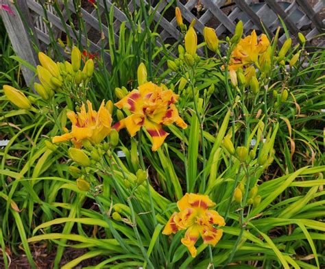 Ahs Region 10 Kytn Thank You To Everyone Who Chaired A Committee