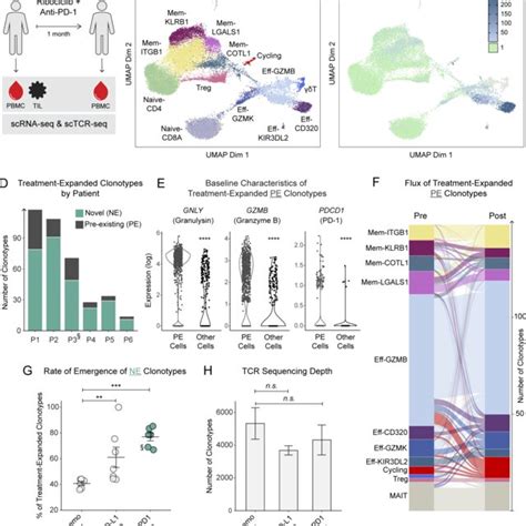 Early Treatment Of Tumor Reactive T Cells Creates A Superior Cell Download Scientific Diagram