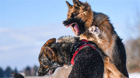 Peleas De Perros Por Qué Ocurren Y En Qué Se Diferencian De Las De Los