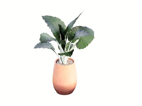 S Plant 005 Textured Revit 2023 Revitimport