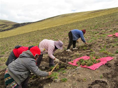 From Staples To Superfoods Harvesting Maca In Junín Perú