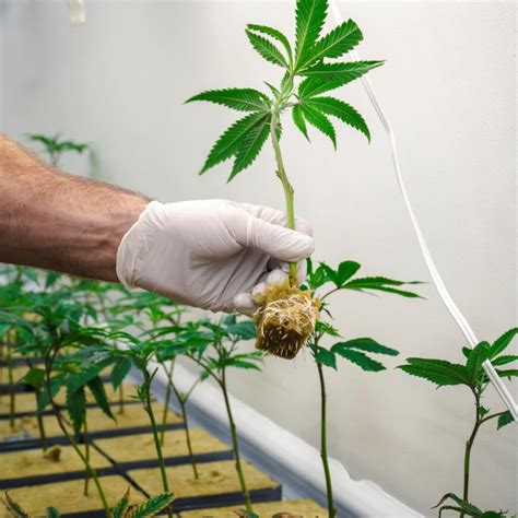 What To Know About Industrial Cannabis Growing Techniques