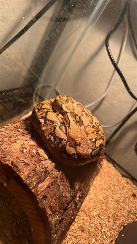 Dwarf Retic Gene Ideas R Snakes