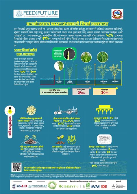 Cereal Systems Initiative For South Asia Csisa Infographic On Rice Irrigation