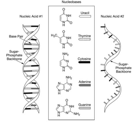 Ap Bio Test 1 Multiple Choice Flashcards Quizlet