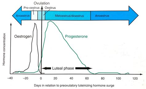 The More You Know Canine Ovulation Explained Bellylabs