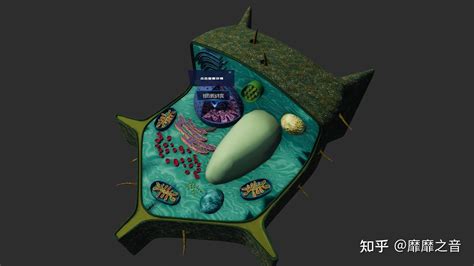 细胞结构3d展示：揭示生命之微观奥秘 知乎