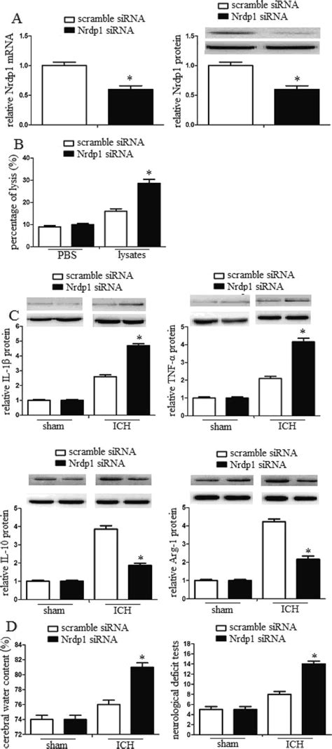 Mir 494 Promoted Macrophage M1 Polarization And Enhanced Inflammatory