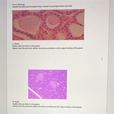 [solved] Part 2 Histology Identify The Following Histological Slides Course Hero