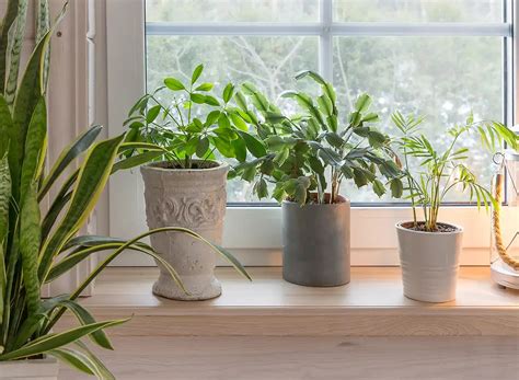 Саксийни цветя които се са за изпускане Home Design Flickr