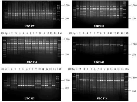 Banding Profiles Of Primer UBC 807 811 836 843 857 And 873 Download Scientific Diagram