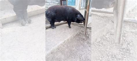Свинина домашняя живой вес купить в Береславке Животные и зоотовары Авито