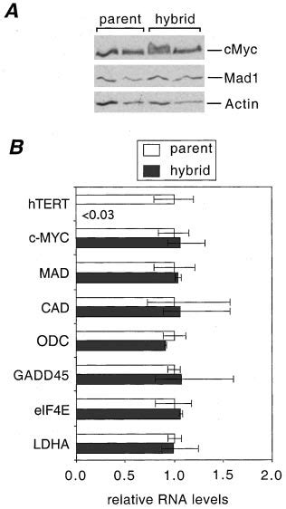 C Myc Levels In Parental 21NT Cells And 21NT Chromosome 3 Hybrids A Download Scientific