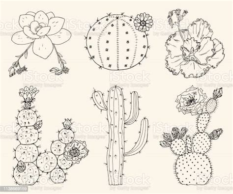 가정용 선인장 식물과 꽃 아늑한 귀여운 요소 집합입니다 Prickles와 이국적인 또는 열 대 다 육 식물의 컬렉션입니다 새겨진 손으로 오래 된 스케치와 빈티지 낙서