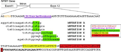Design Of Primers And Probe For The Quantitative Real Time Polymerase Download Scientific