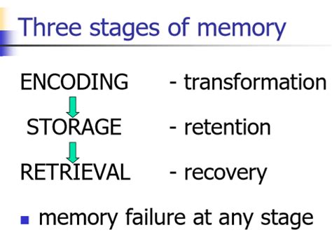 Memory Flashcards Quizlet