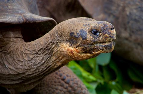 Tortoise Evolution Splendid Galapagos