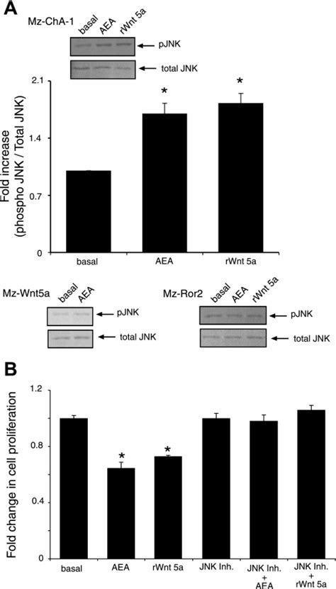 The Endocannabinoid Anandamide Inhibits Cholangiocarcinoma Growth Via Activation Of The