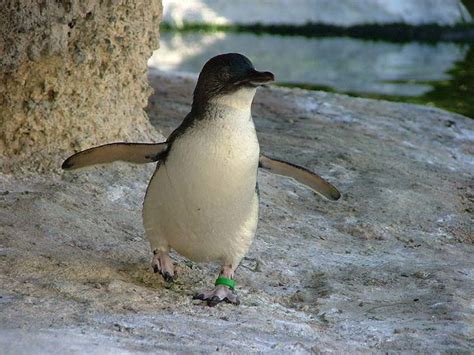 Phillip Island Fairy Penguins Owlcation