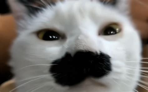 《八 嘎 猫 之 歌》 哔哩哔哩