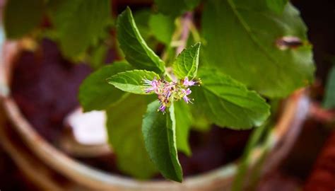 তুলসী গাছের উপকারিতা Medicinal Herbs Garden Tulsi Medicinal Herbs