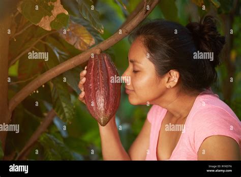 Checking Cocoa Pod Hanging On Tree Branch Farmer Picking Up Cacao
