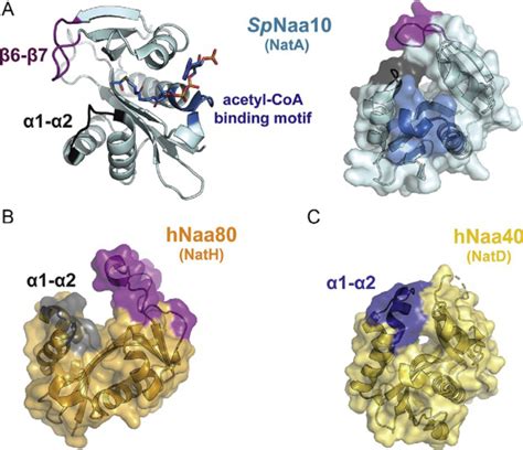 Figure 1 From Biochemical And Structural Analysis Of N Terminal Acetyltransferases Semantic
