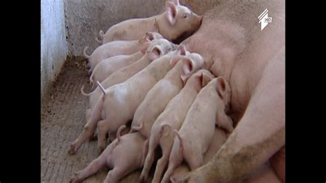 ფერმა საქართველო ფინური ღორის ხორცის აქტიური მომხმარებელი გახდა Youtube