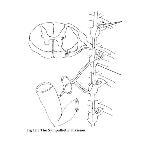 Aandp The Sympathetic Division Diagram Quizlet