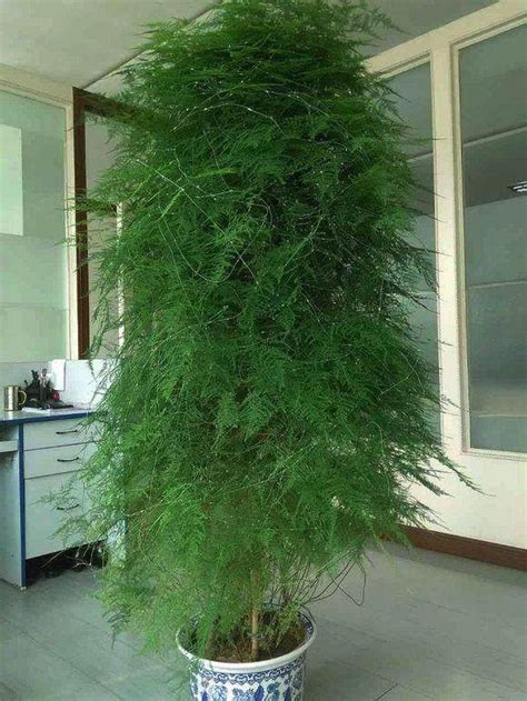 冬天养文竹这样子做不黄叶猛冒芽