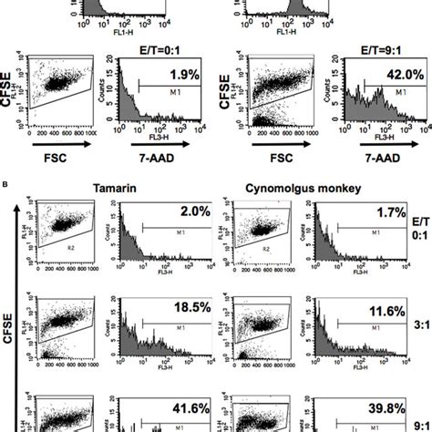 Cytotoxicity Assay By Cfse And 7 Aad Staining A Cfse Stained K562