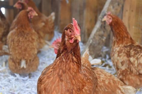 Golden Comet Chickens The Complete Guide