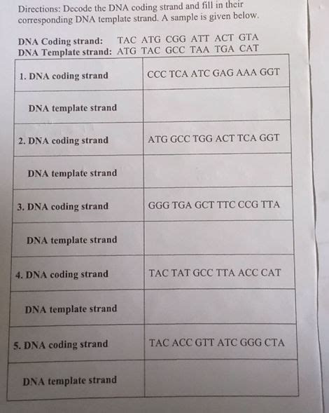 Directions Decode The Dna Coding Strand And Studyx