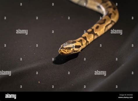 Royal Or Ball Python Snake Isolated On Black Background Stock Photo Alamy