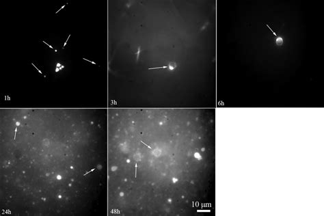 Figure So Micrographs Of The Photochemical Reaction At Different Time Download Scientific
