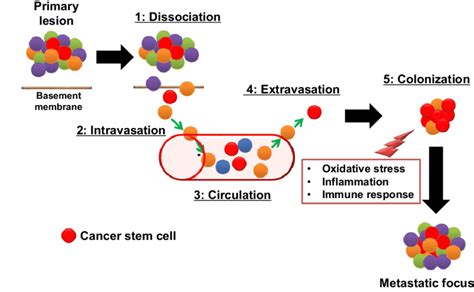 Steps In The Development Of Distant Metastasis Based On Cancer Stem Download Scientific Diagram