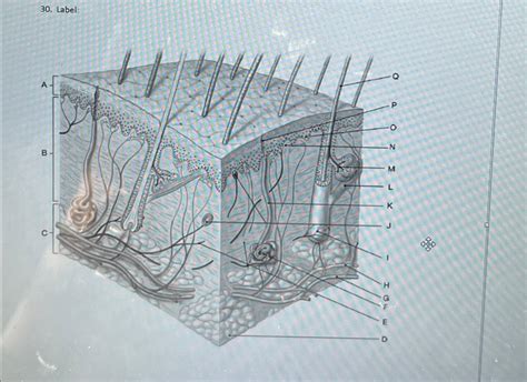 Solved Label Chegg Com