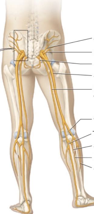 Sacral Plexus Nerve Labeling Diagram Quizlet