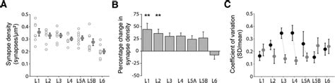 Synapse Density Increases In Superficial Layers At P18 A Mean Synapse