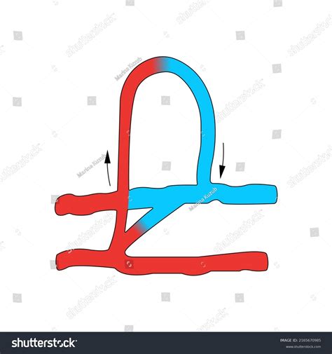 Circulation Components Microcirculation Flat Illustration Stock Vector