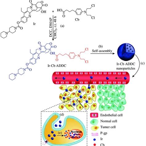 Schematic Diagram Of Amphiphilic Drug Drug Conjugate Addc From Download Scientific Diagram