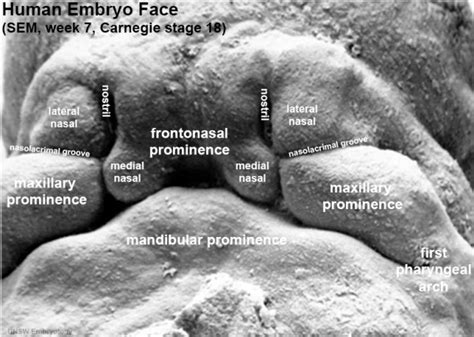 Face Development Movie Embryology