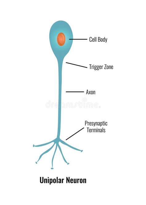 Multipolar Neuron Input Zones