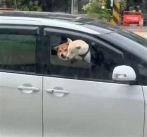 산책 가는 줄 알고 차량 올라탔다 목적지 도착하자 당황해 하는 강아지들 애니멀 플래닛