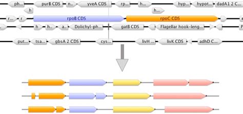 automlst automated multi locus species tree